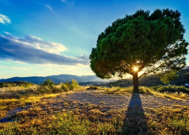 How can you be like a tree? – In a Love World