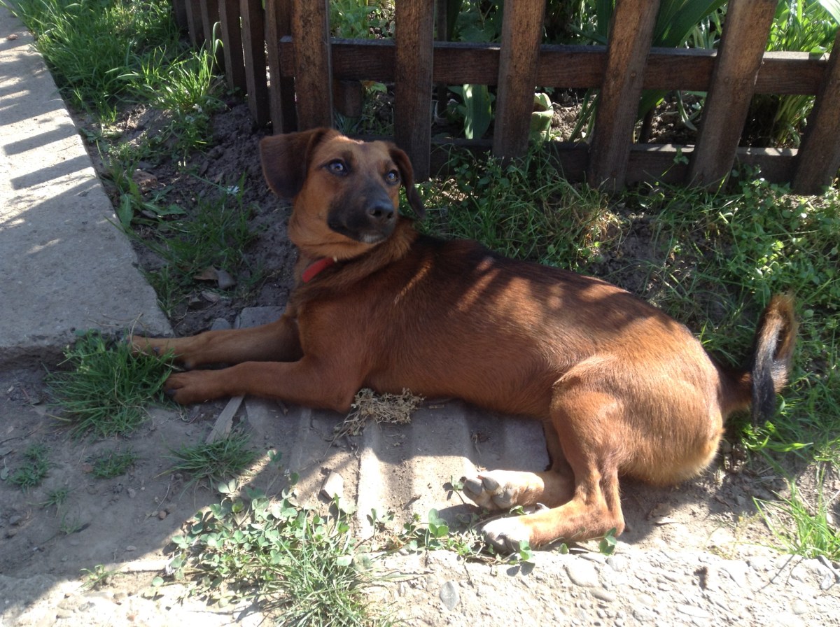 Learning about people, You like dogs – In a Love World