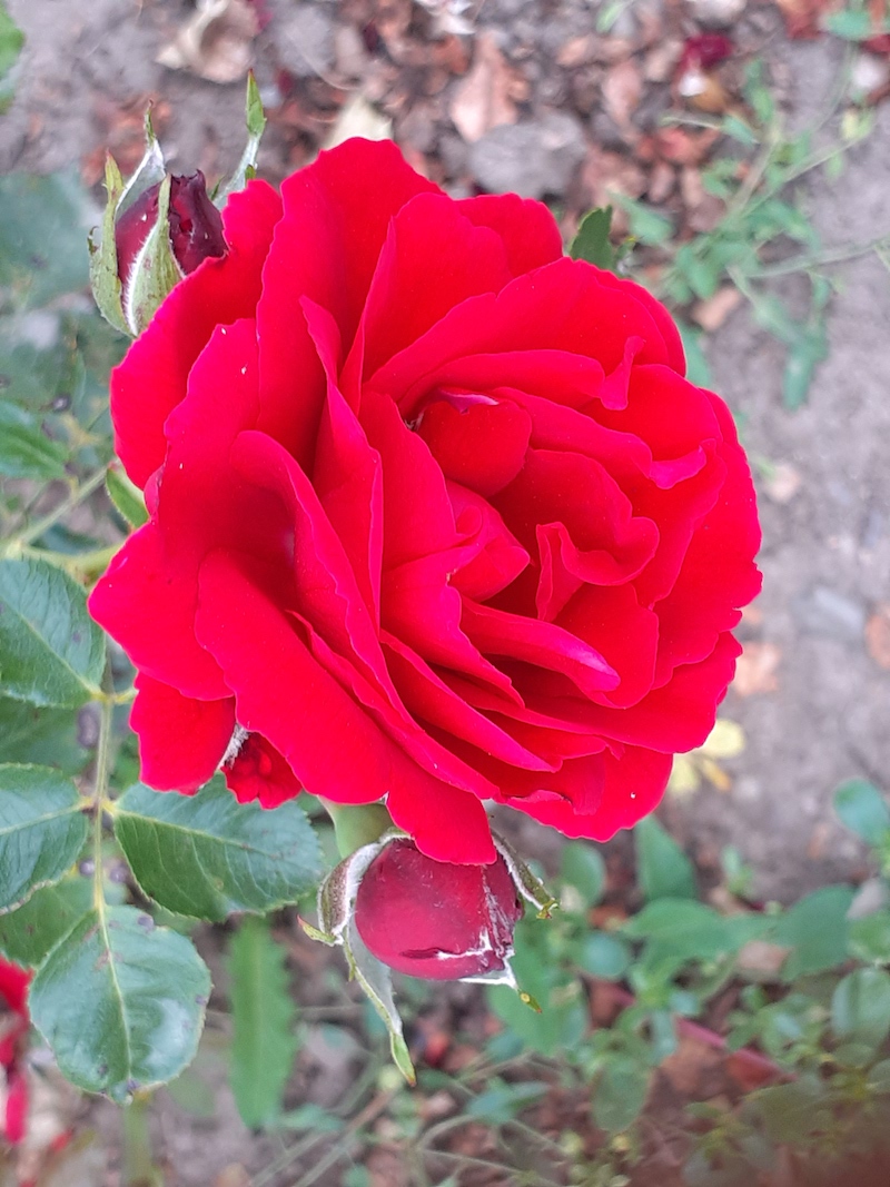 Wonderful Wordless World (200) – In a Love World