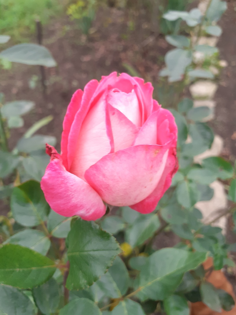 Wonderful Wordless World (201) – In a Love World