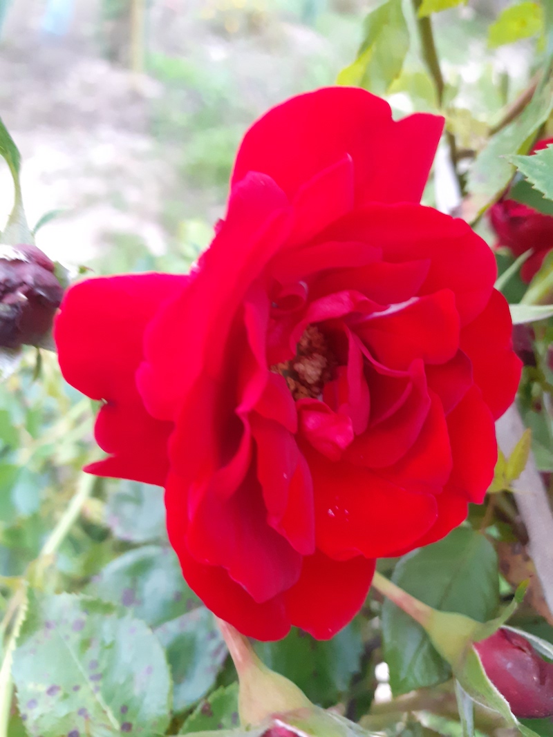 Wonderful Wordless World (201) – In a Love World