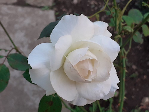 Wonderful Wordless World (213) – In a Love World