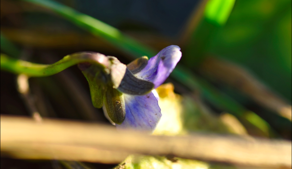 Albastru, indigo, violet…/ Blue, indigo, violet – In a Love World